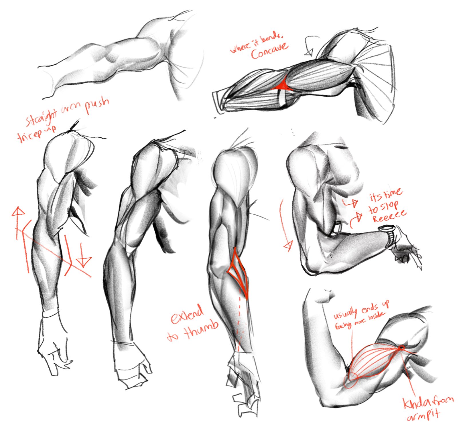 Male Arm Reference
