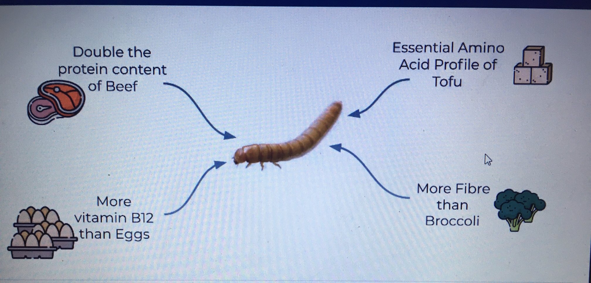 Mealworm Diagram