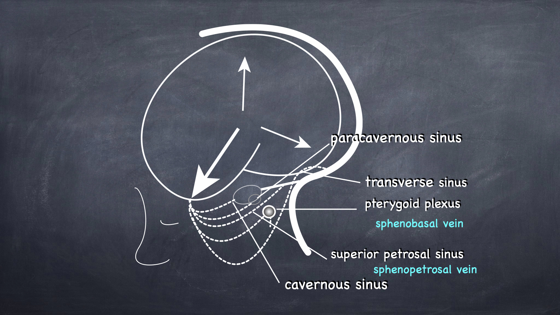 Cavernous Sinus Drainage
