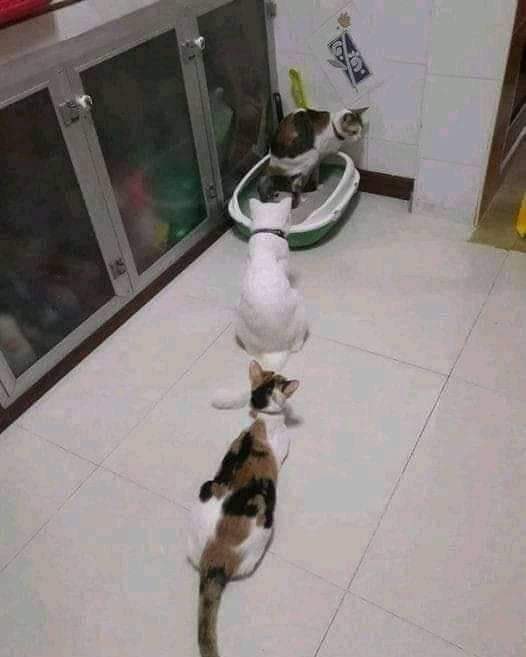 liz (@oreomilksake) | Twitter