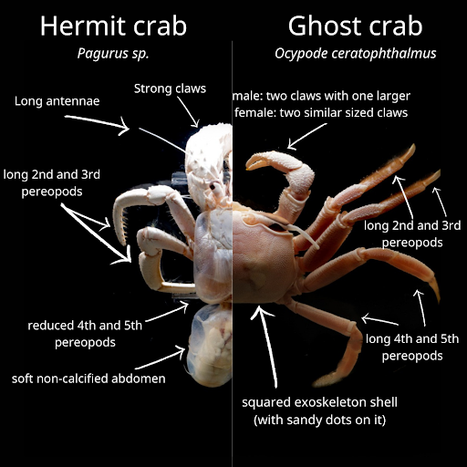 Hermit Crab Anatomy