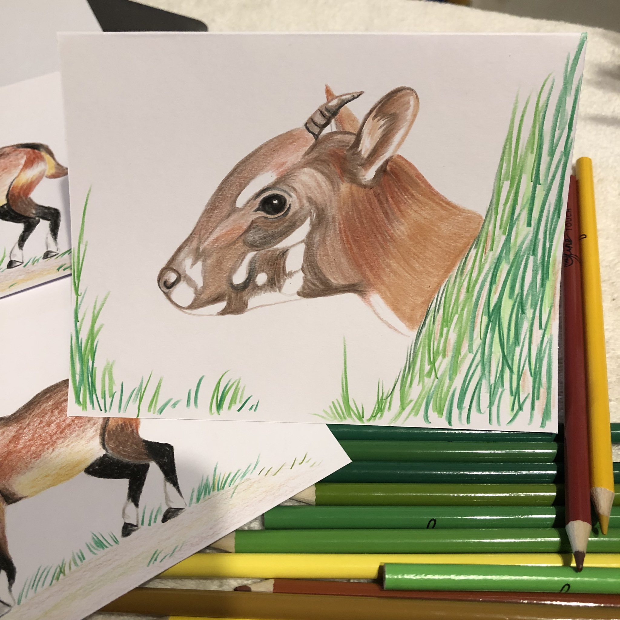 Saola Drawing