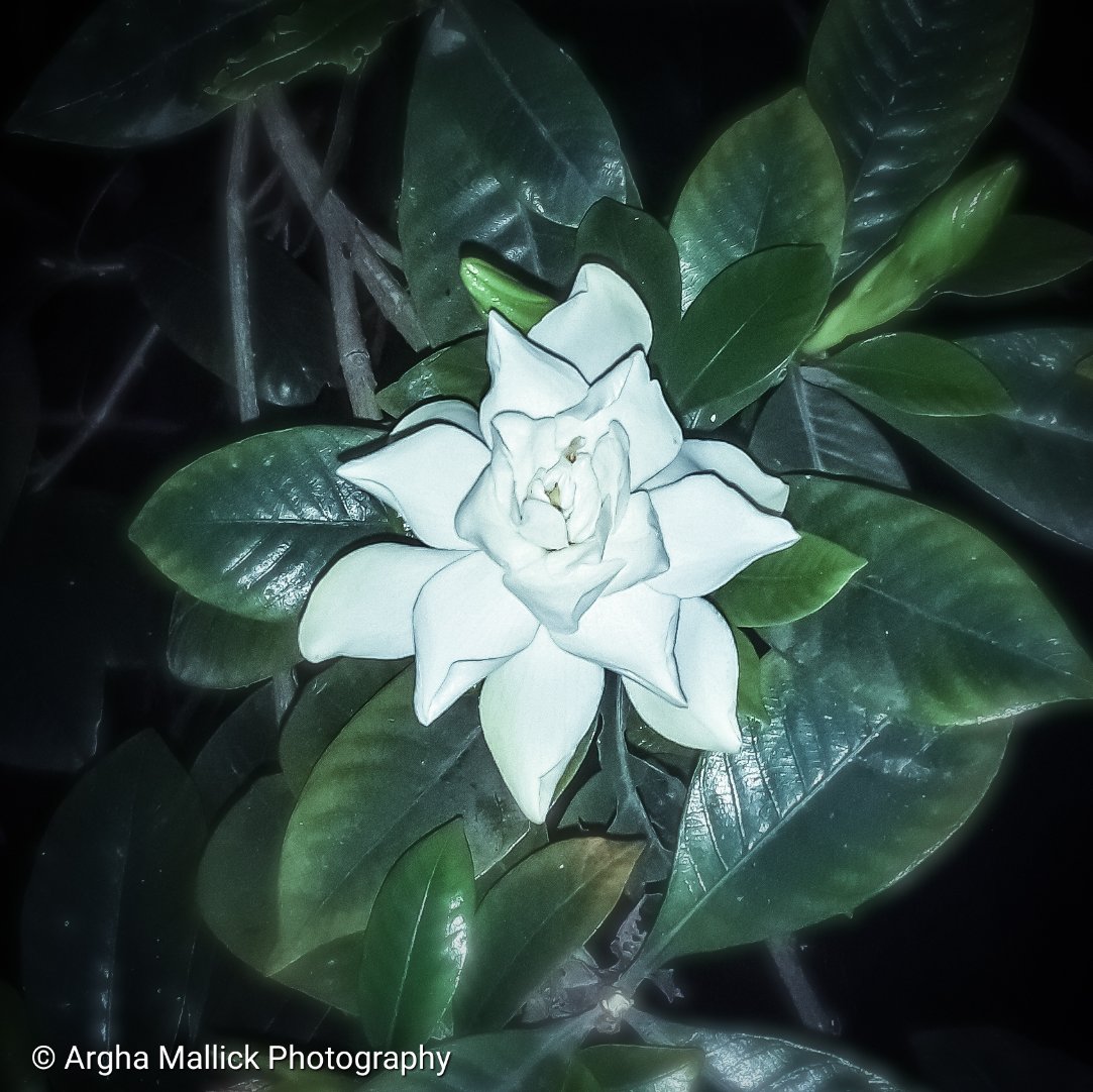 Argha Mallick (@iamarghamallick) | Twitter