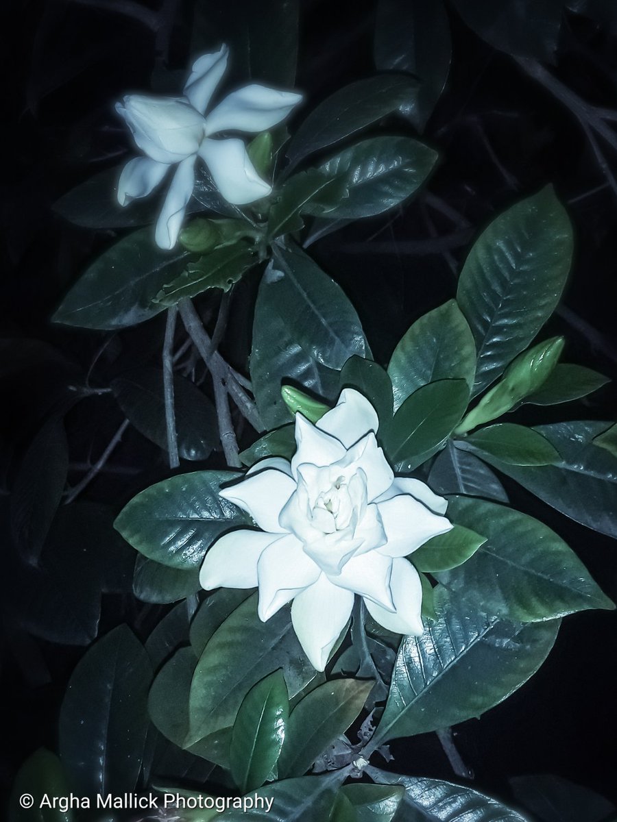 Argha Mallick (@iamarghamallick) | Twitter