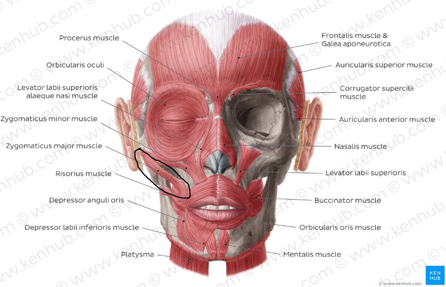 Zygomaticus Major Muscle