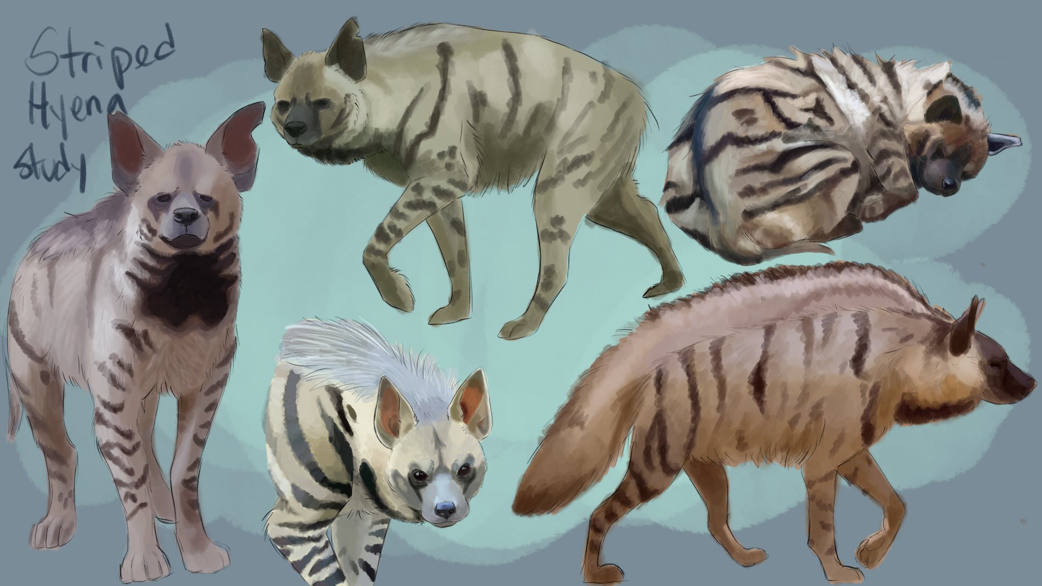 Striped Hyena Drawing
