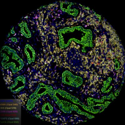 Jamieson Spatial Lab (@LabSpatialNBJ) | Twitter