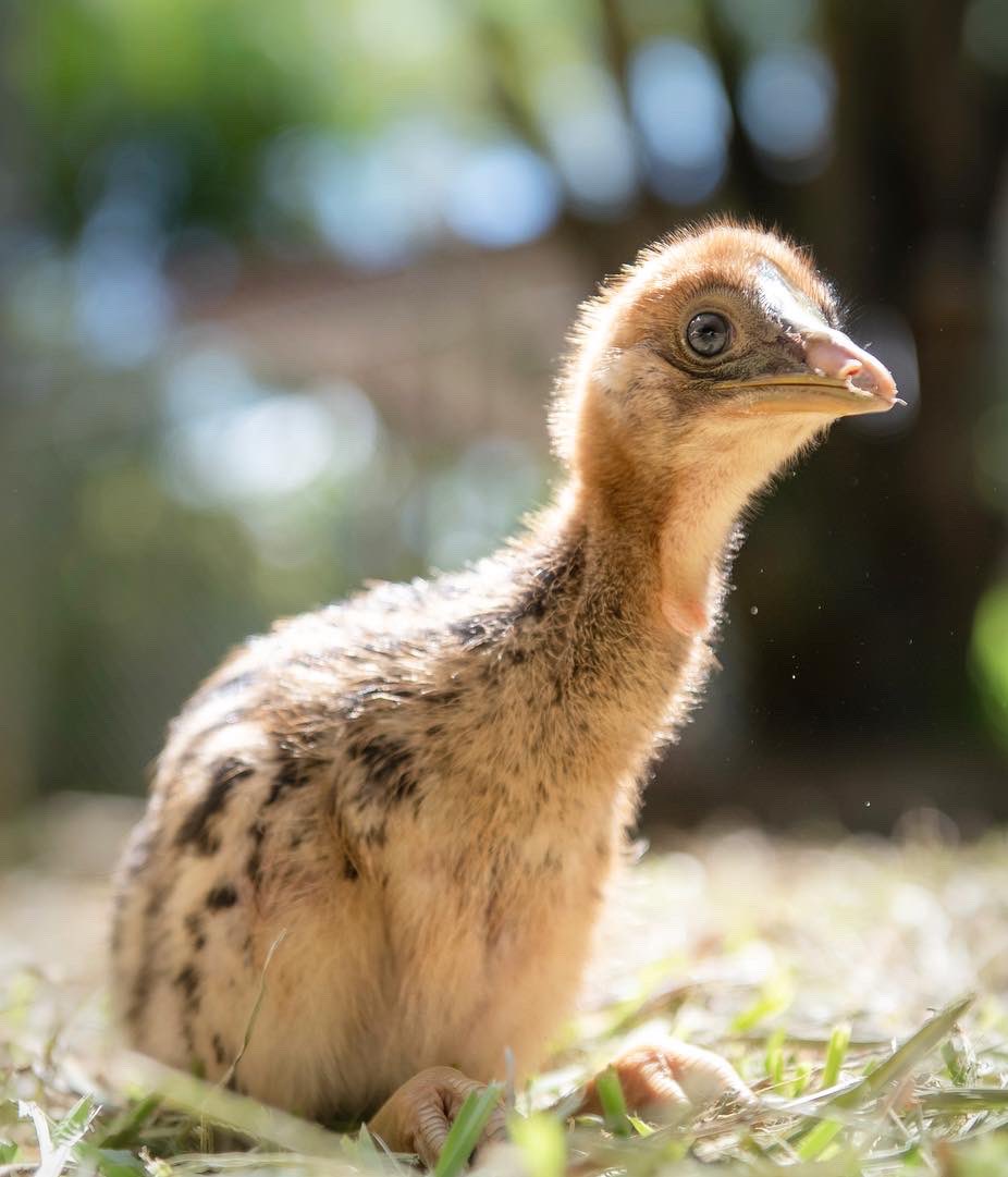 Baby Cassowary