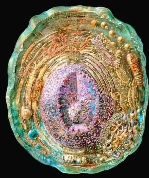 Human Cell Electron Microscope