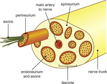 Neuron Model Labeled Endoneurium