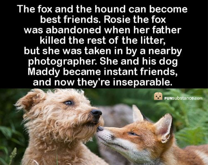 The Fox And The Hound Quotes