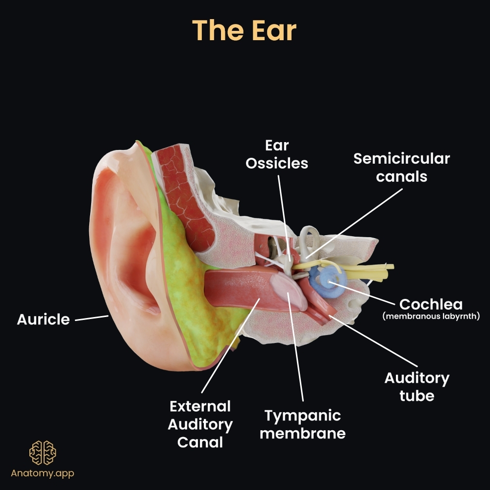 Parts Of The Middle Ear