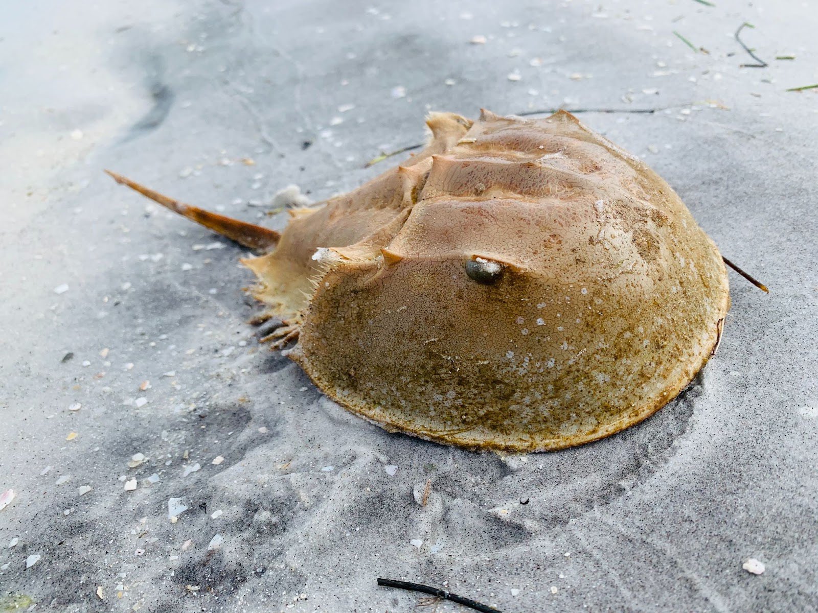 Horseshoe Crab Eyes