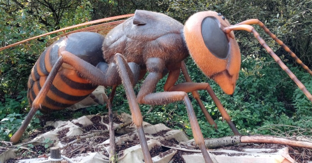 Largest Prehistoric Insect