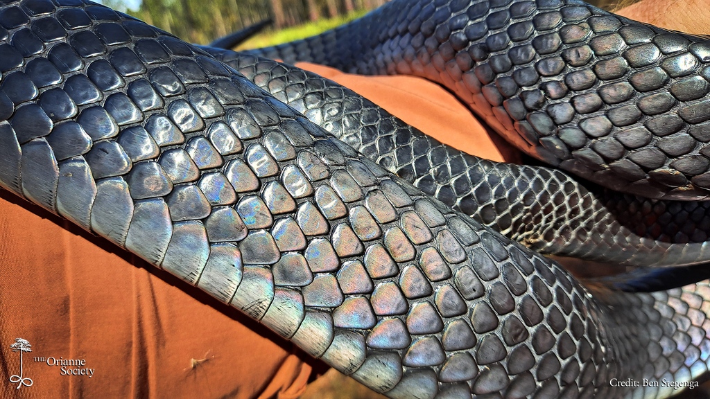 Black Iridescent Snake