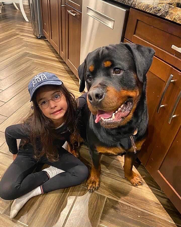 Full Grown Rottweiler Next To Human