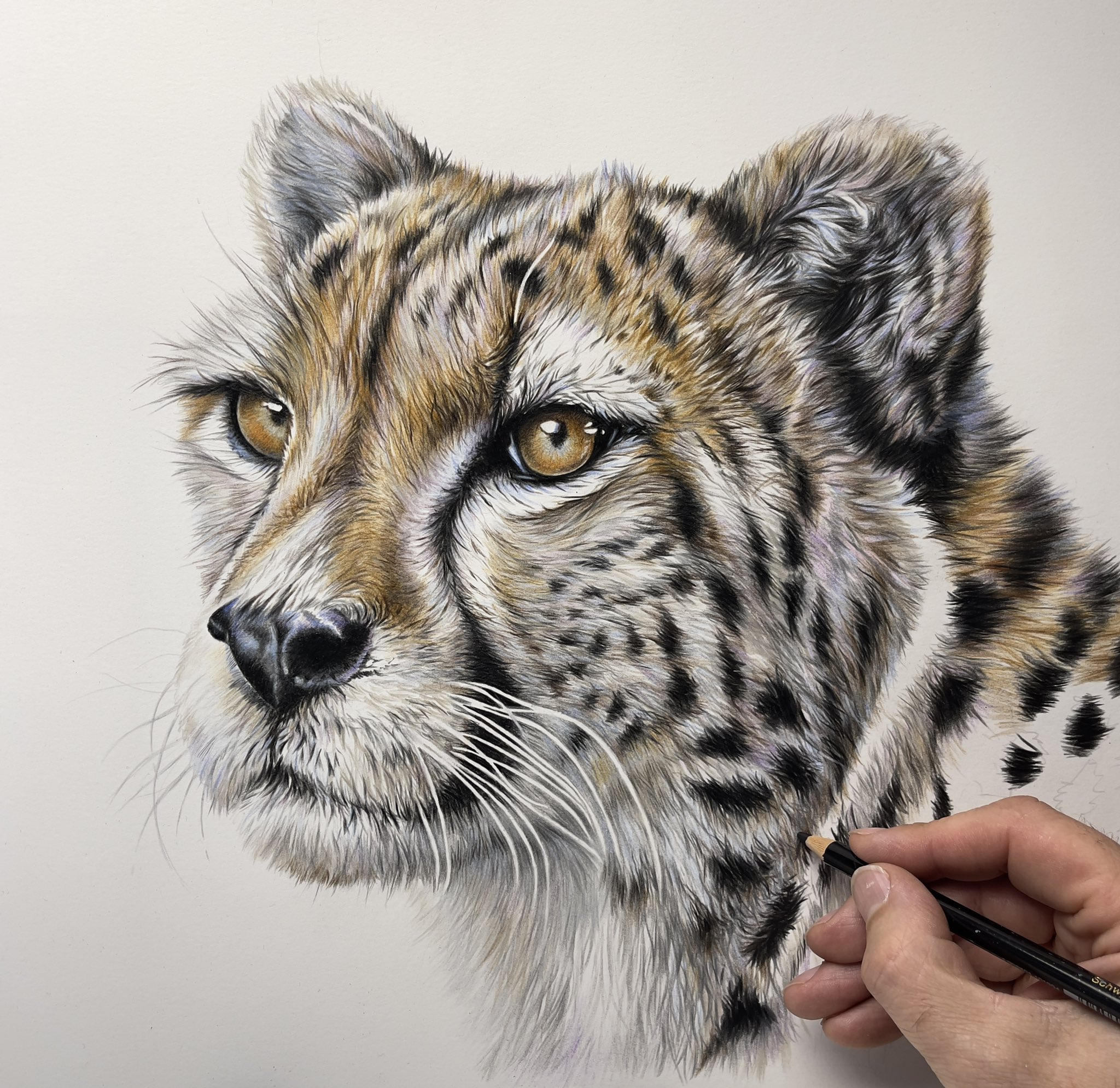 Realistic Cheetah Drawings Cheetah Kid " Watercolor Drawing By Stephan