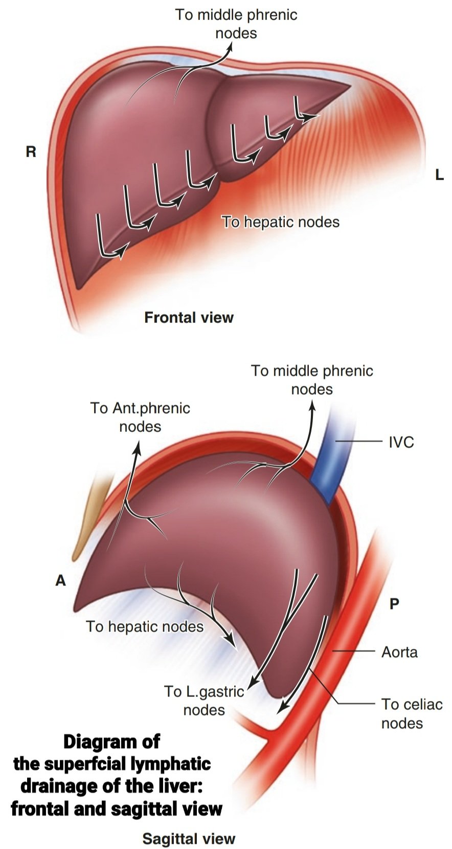 Lymphatic Drainage Of Liver