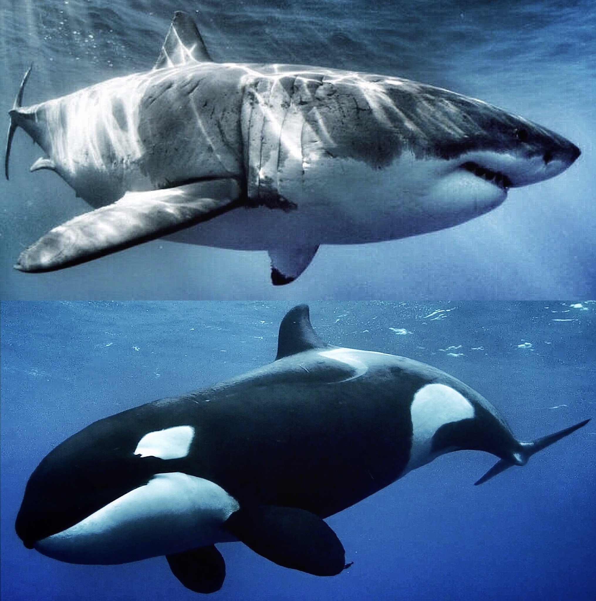 Great White Shark Vs Killer Whale Who Would Win