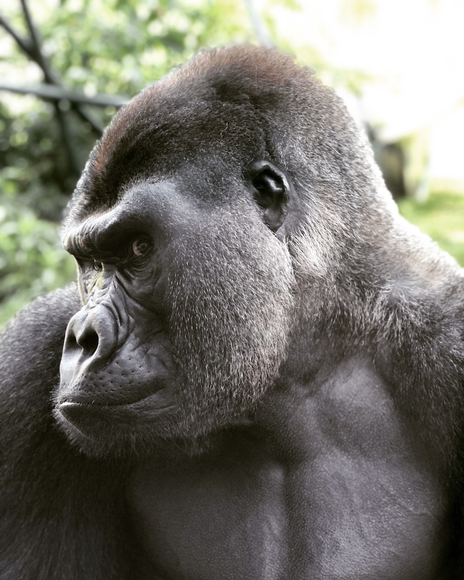 Gorilla Face Profile