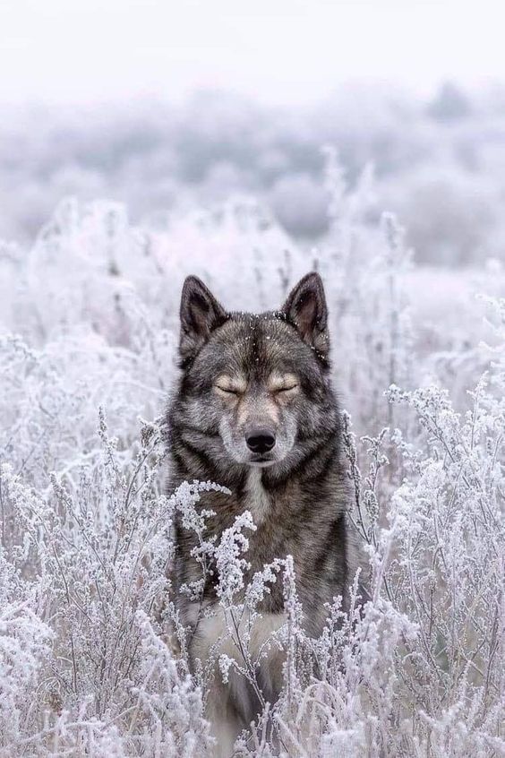 Surprised Wolf