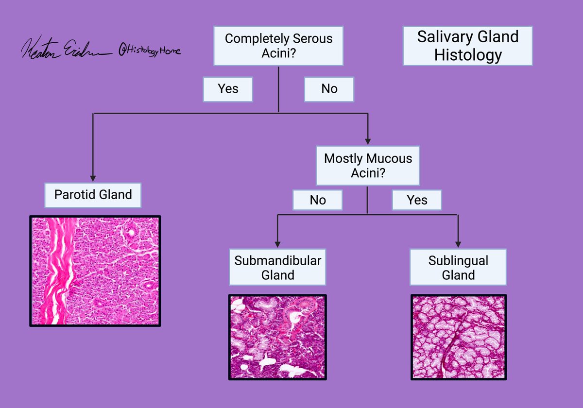 Parotid Gland Histology Diagram