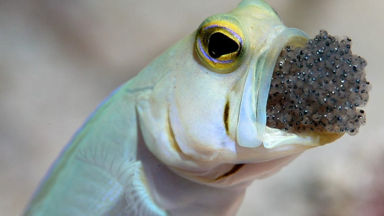 Fish With Eggs In Mouth