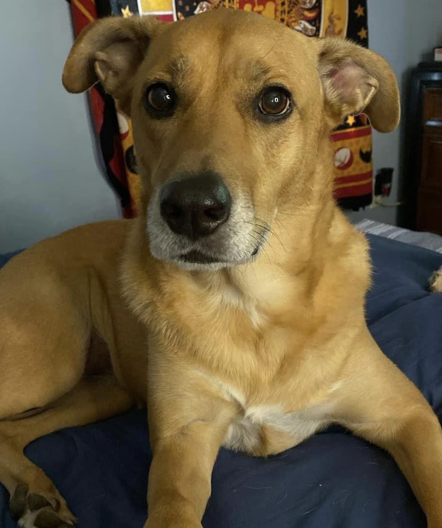 Basenji Rhodesian Ridgeback Mix