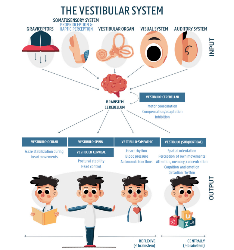 Vestibular System Animation