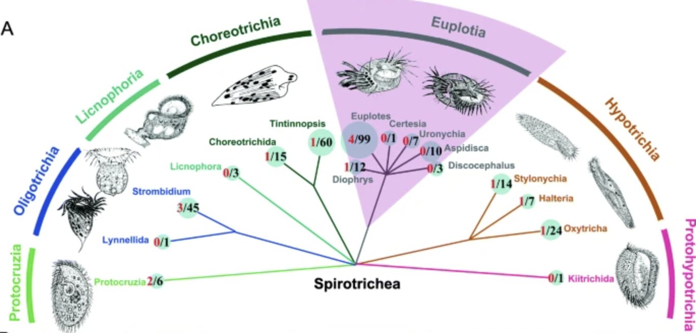 Euplotes Diagram