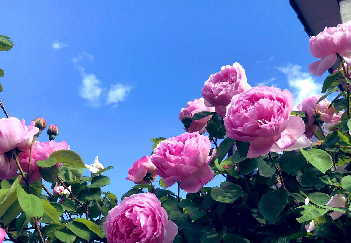 グッドベアー (@GoodBear_168) | Twitter