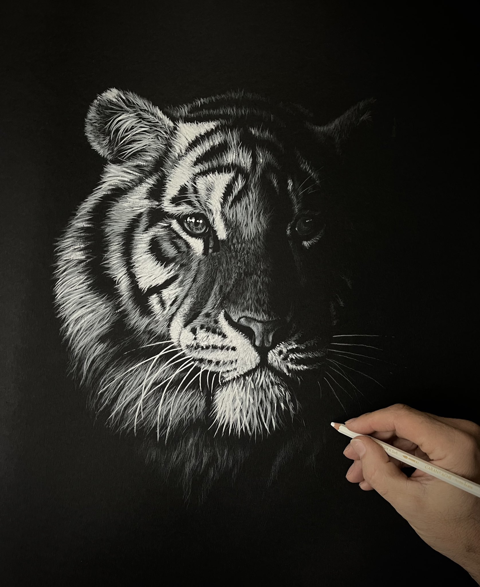 Black And White Tiger Drawing