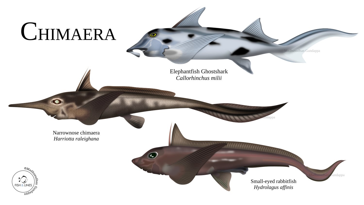 Chimaera Fish