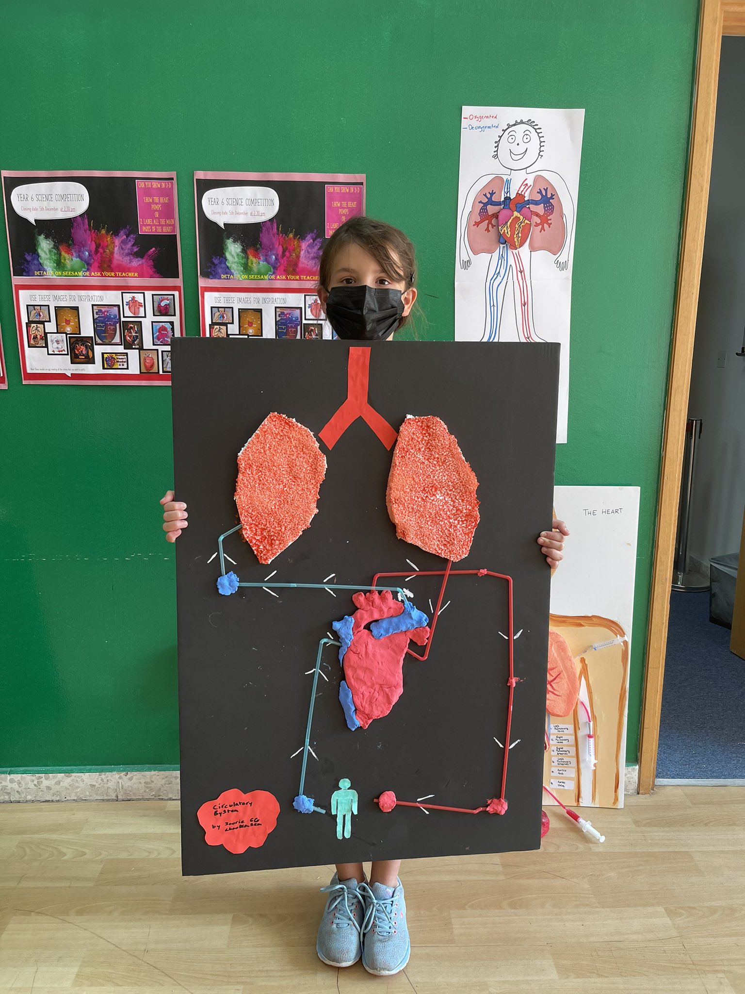 Circulatory System Model Project