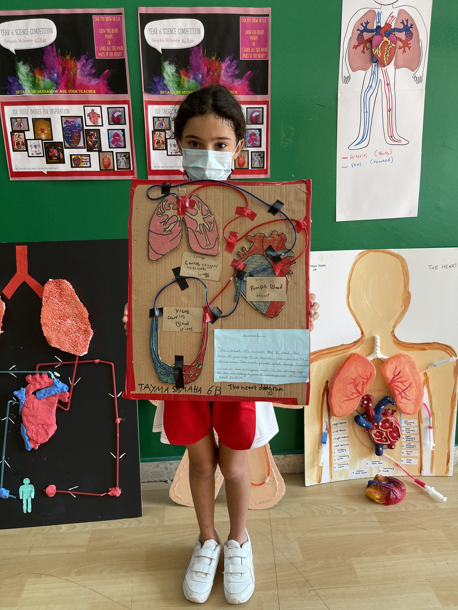 Circulatory System Model Project