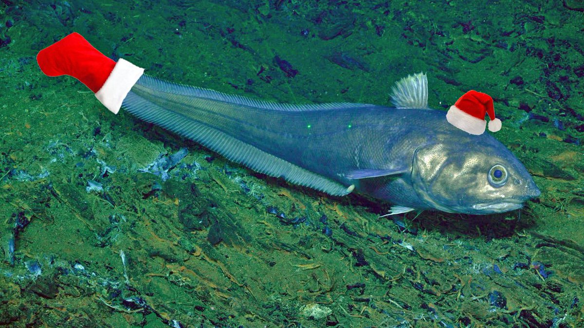 Albatrossia Pectoralis