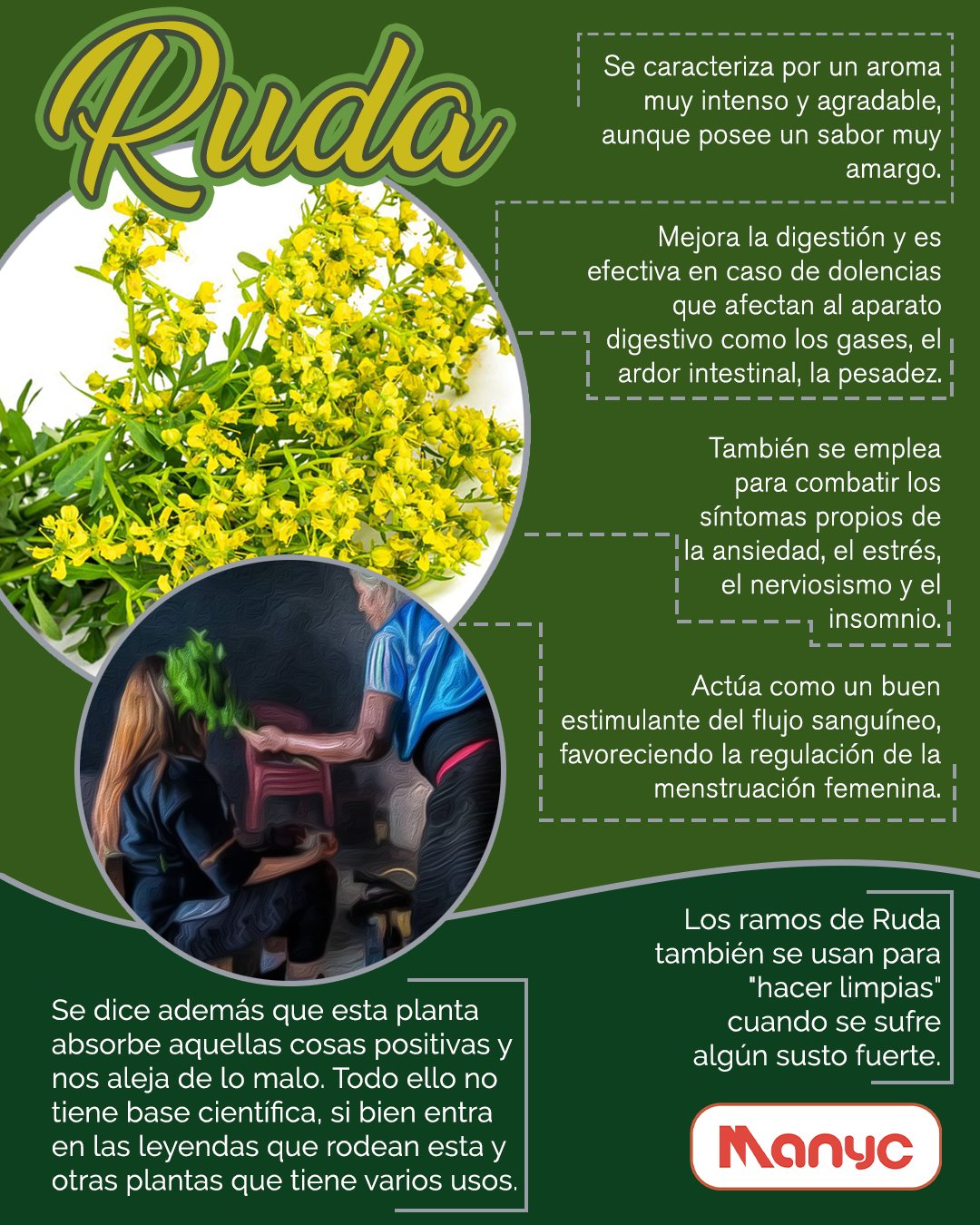 Planta De Ruda Para Que Sirve