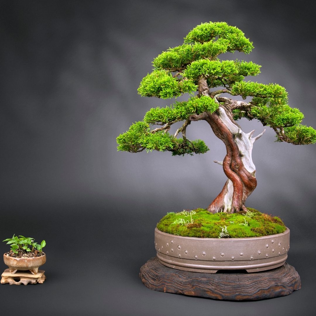Bonsai Topics (@bonsaitopics) / Posts / X