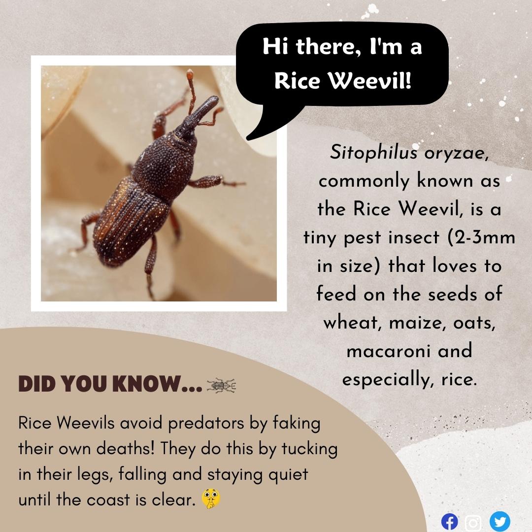 Rice Weevil