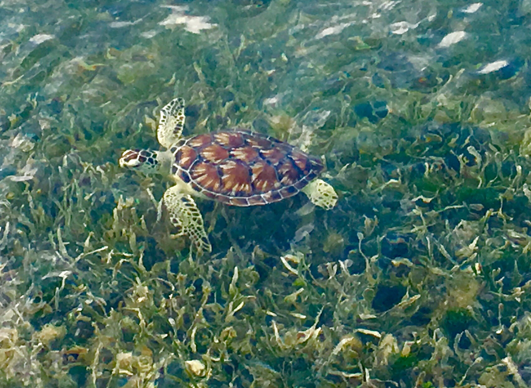 Green Sea Turtle Eating