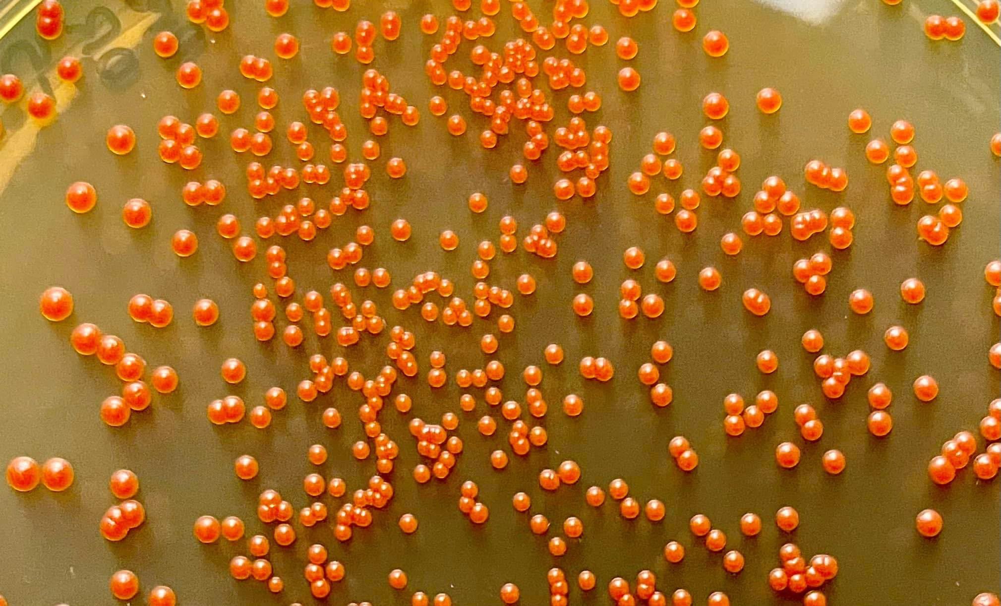 Deinococcus Radiodurans Cultures