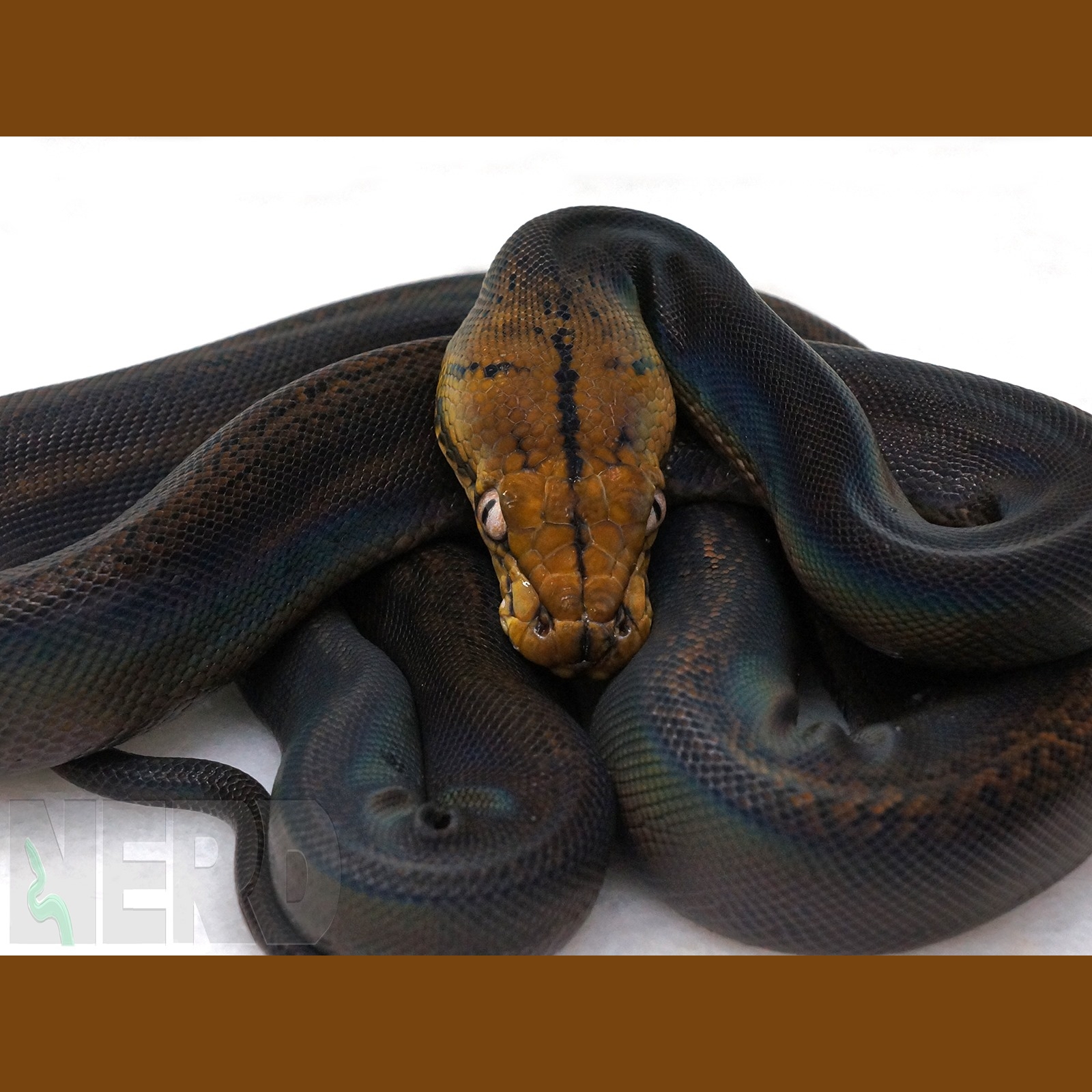 Reticulated Python Baby
