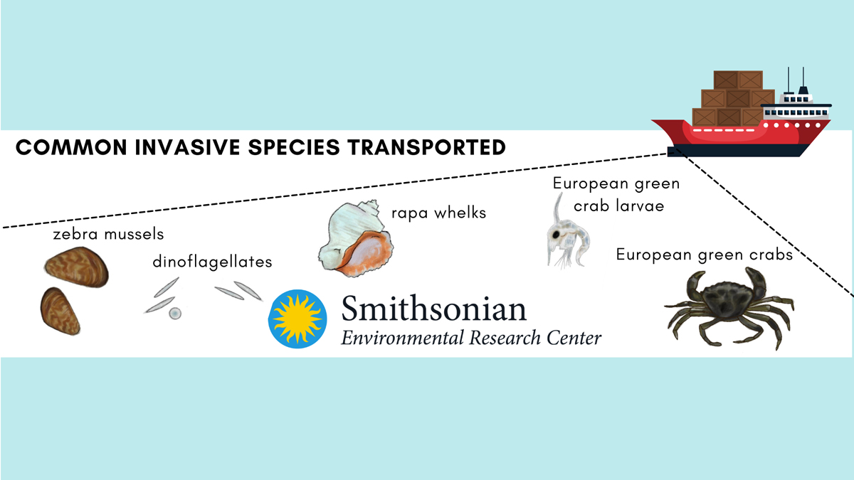 Zebra Mussel Diagram