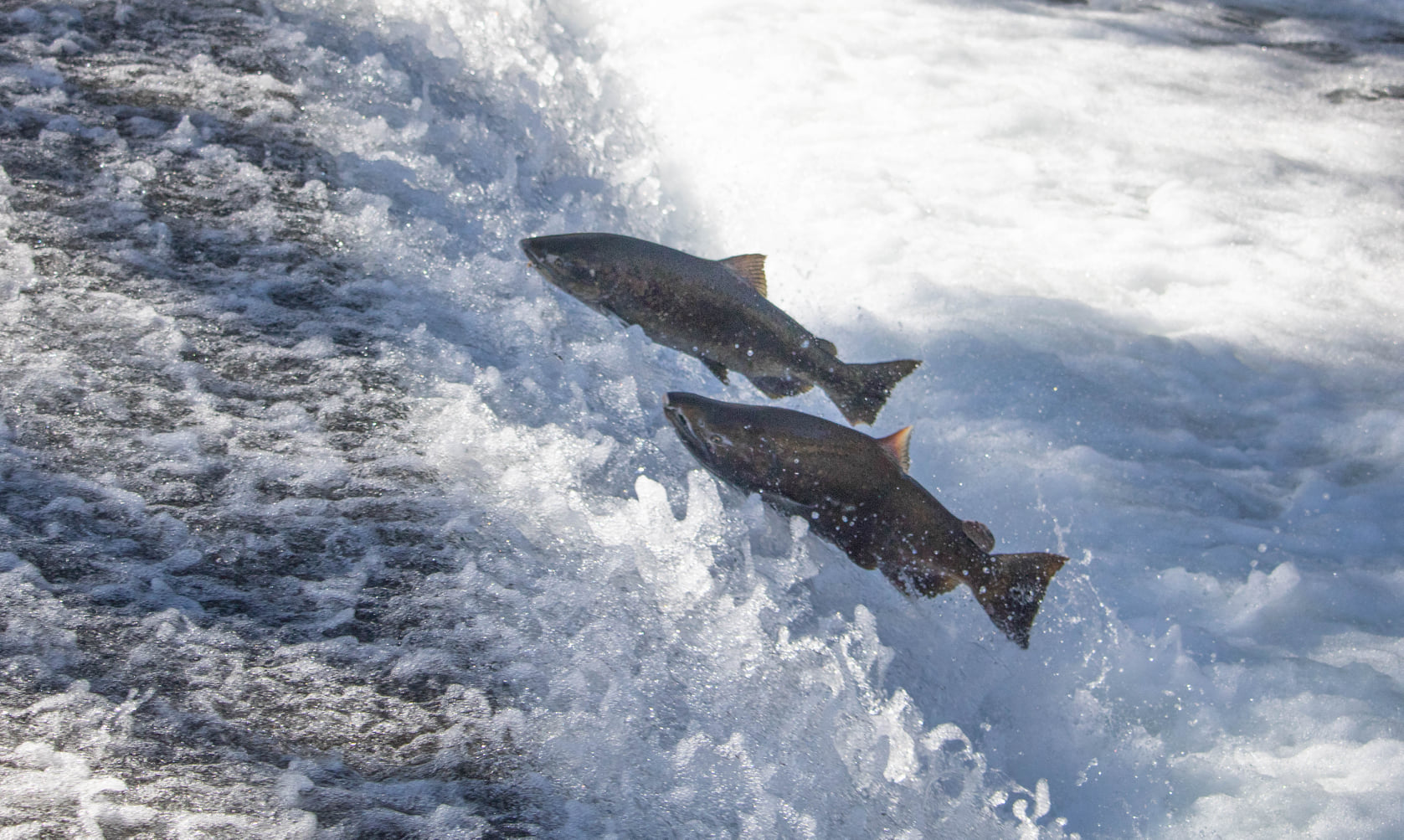 Chinook Salmon Jumping