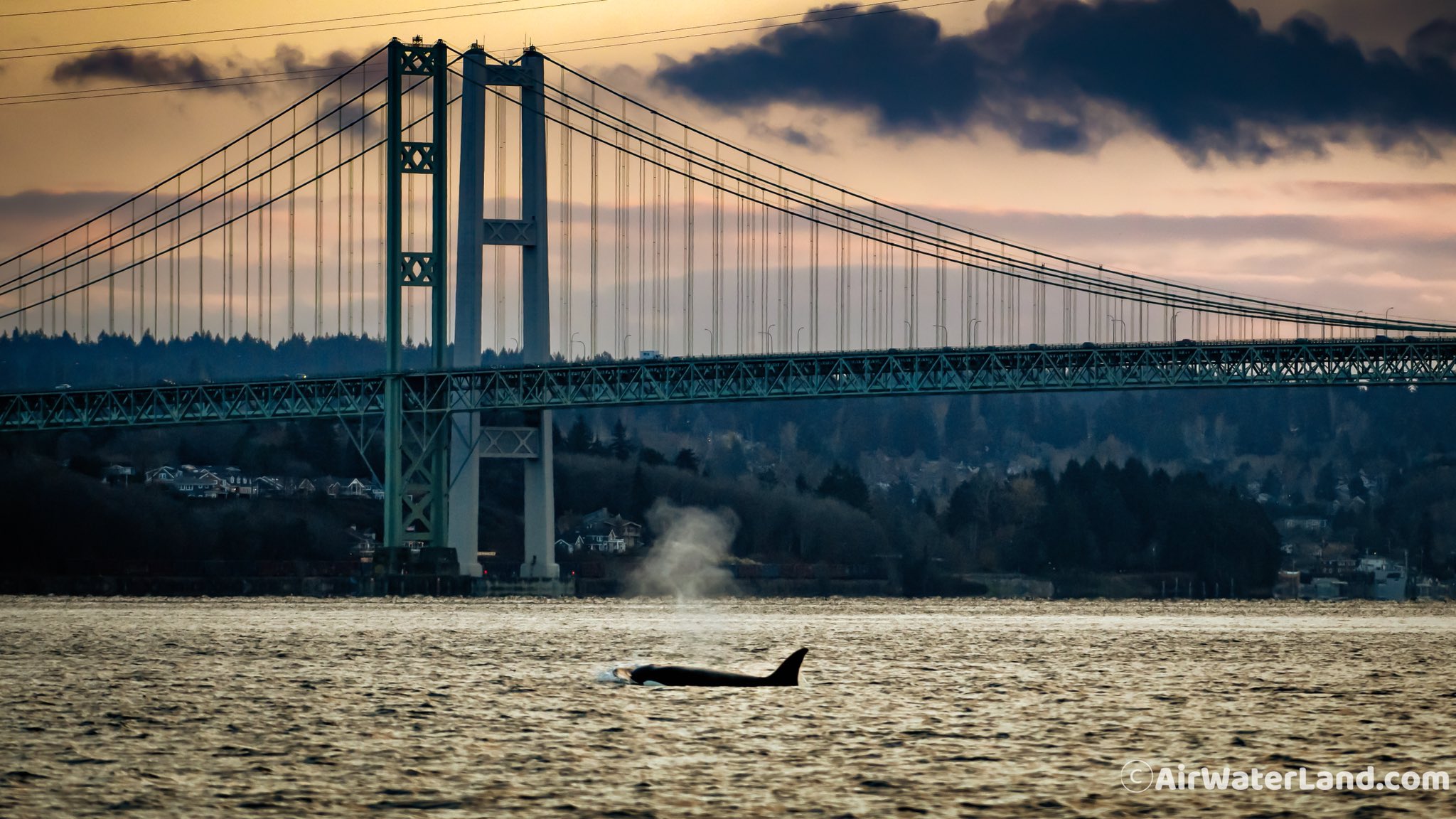 Tacoma Narrows Bridge Side View