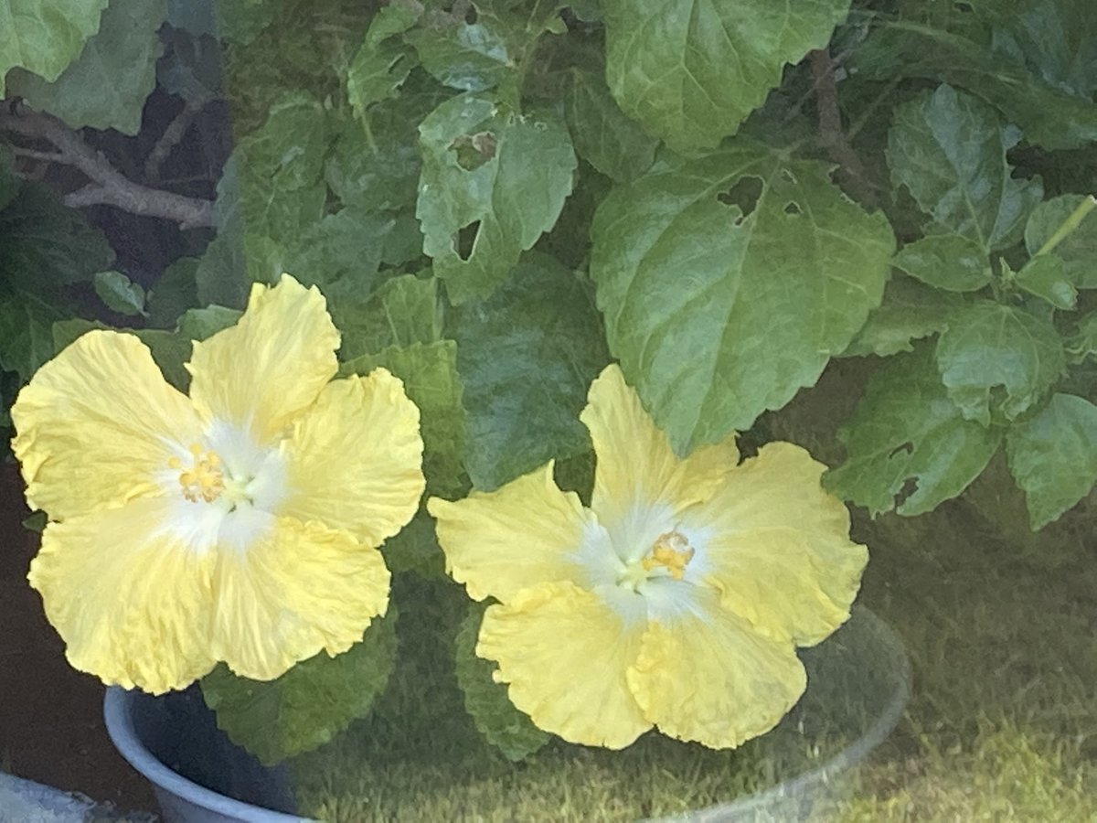 Nao Kitada (@Nao_Kitada) | Twitter