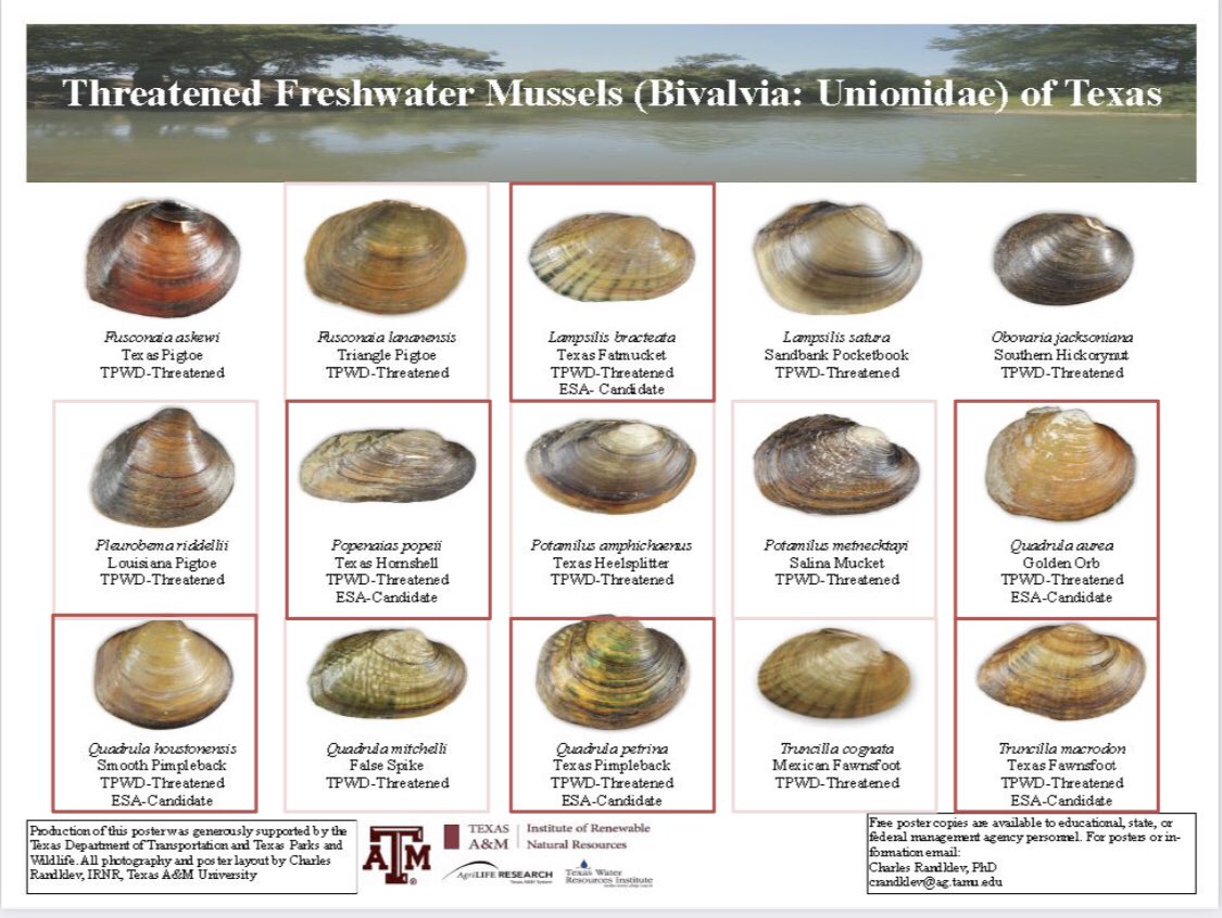 Mussel Identification
