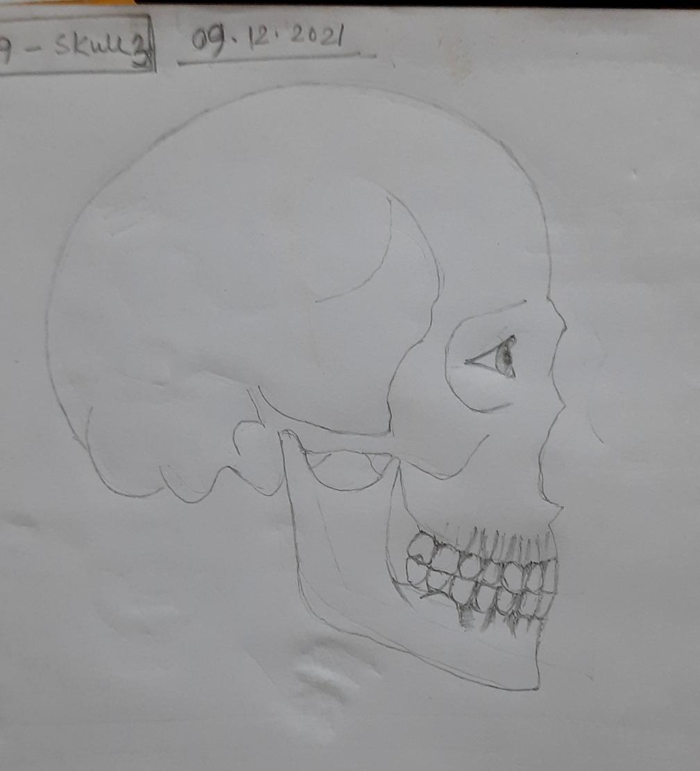 Human Skull Profile Sketch
