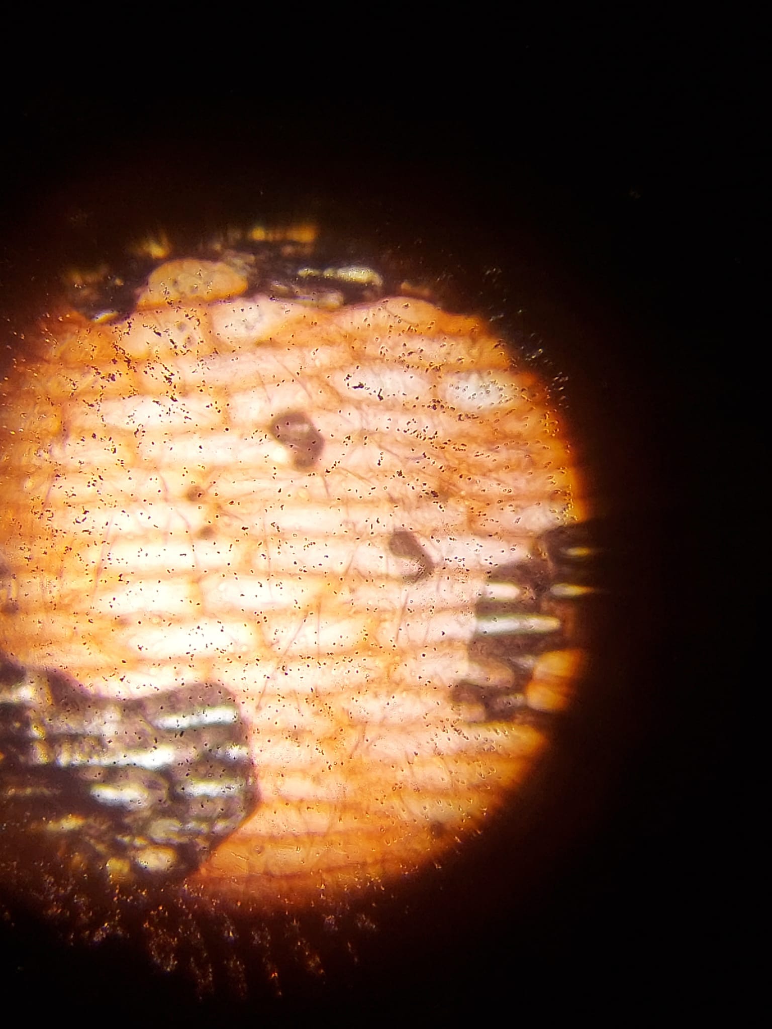 Skin Cells Under Light Microscope