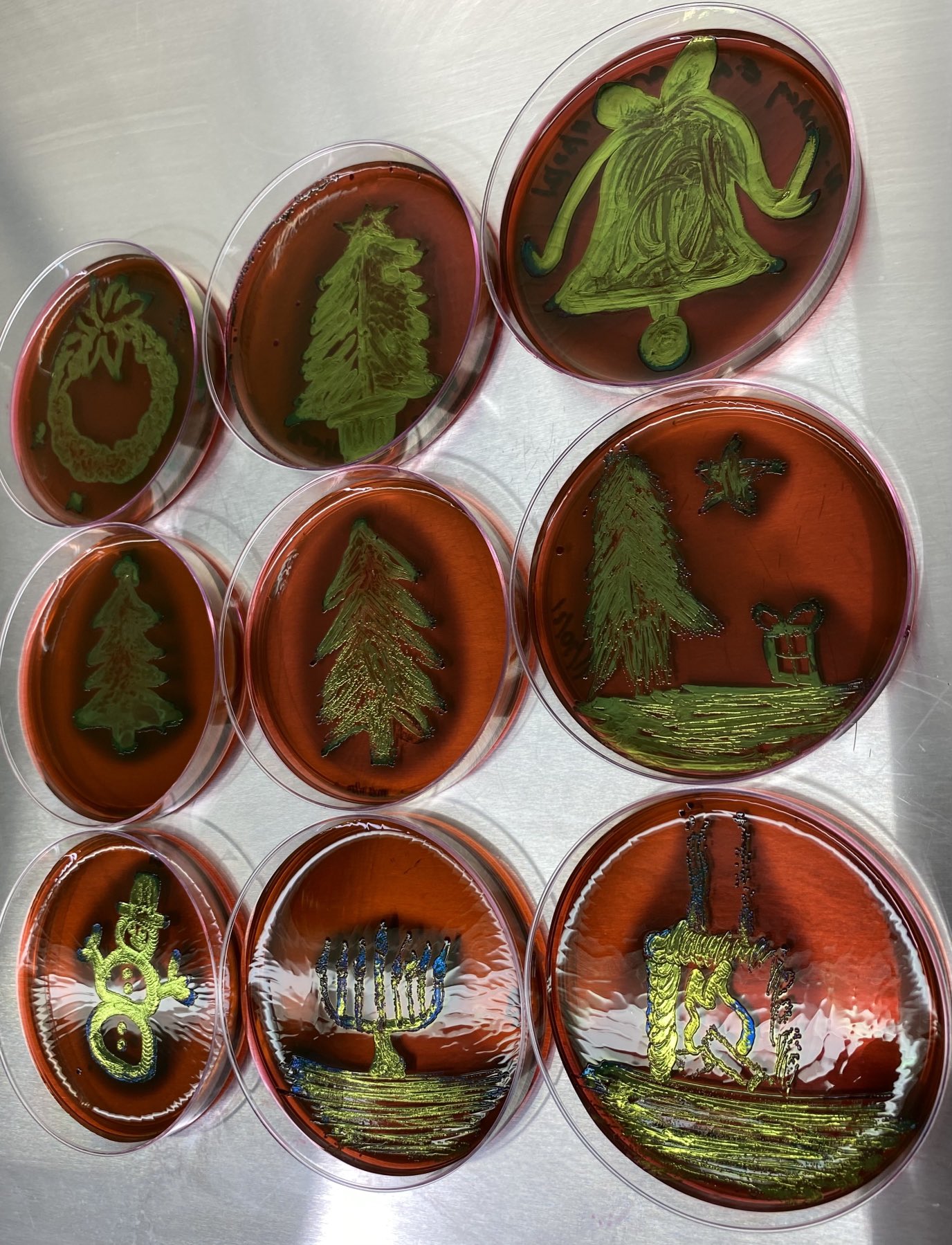 Emb Agar Art Agar Art Kit | STEAM | EDVOTEK